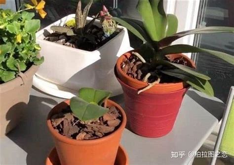 养花记住3个“施肥口诀”，开花不停，形美色艳，开花期更长 知乎