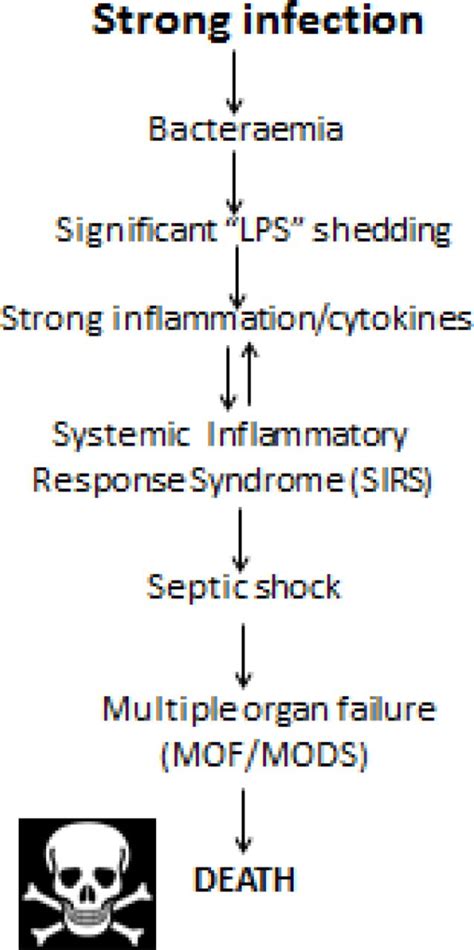 Septic Shock Pathophysiology