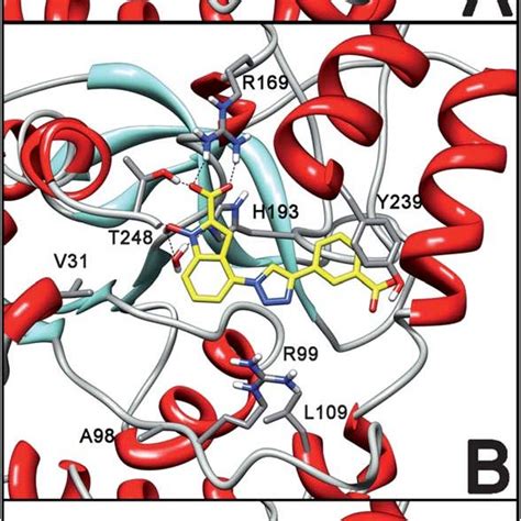 Docking Analysis Of 1g Into Ldh A Subunit Download Scientific Diagram