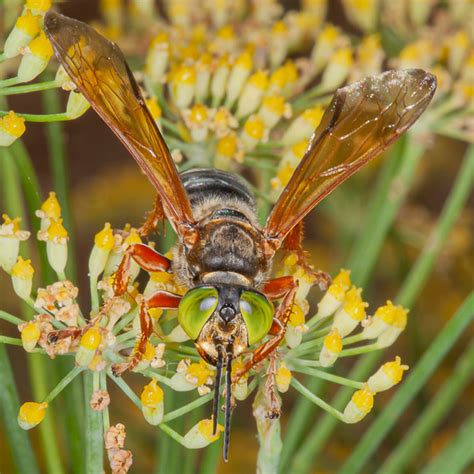 Tachytes Distinctus Tachytes Distinctus Bugguide Net