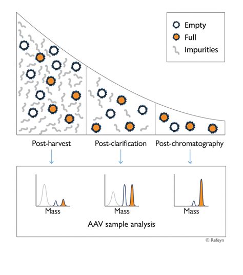 Optimising Aav Capsid Purification Through Improved Analytics Drug Discovery World Ddw