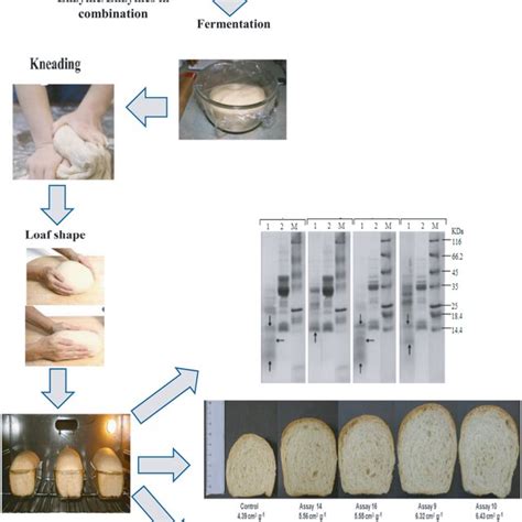 Application Of Hydrolytic Enzymes On Dough Structure Download Scientific Diagram