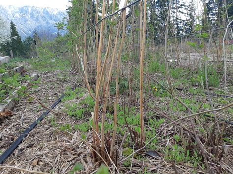 Propagating Raspberries From Suckers Heres How You Do It Small Vegetable Gardens Growing