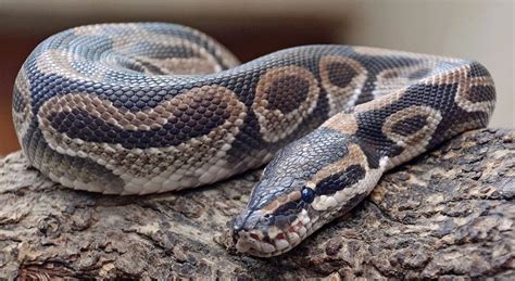 Royal Ball Python The Animal Facts Appearance Diet Habitat Royal Ball Python The Animal Facts Appearance Diet Habitat