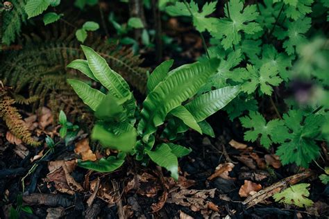 Plant Guide Asplenium Scolopendrium — Victoria Wade