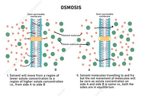 Active Vs Passive Transport Vector Illustration Labeled Educational Cell Scheme Comparison