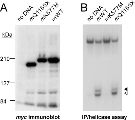 Truncated Wrn Proteins Can Be Identified And Distinguished By Immune Download Scientific