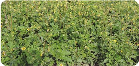 路边青 高原野生药用植物图谱 医学