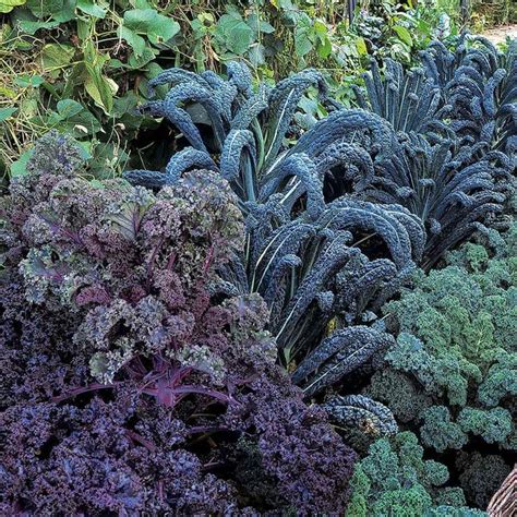 Root Vegetables Storing Rhs Advice