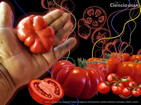 ¿qué Tanto Sabes Del Jitomate Nativo Y Ancestral De México