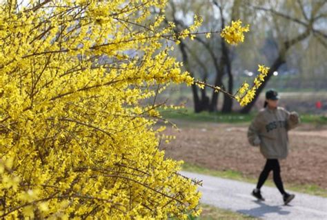 코리아넷뉴스 사진으로 보는 한국 개나리 핀 산책로 문화체육관광부 한국문화원