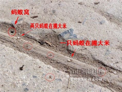 小蚂蚁搬大米 故事 一粒 大山谷图库