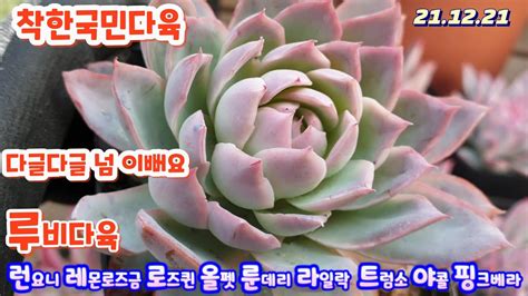 루비다육1탄착한국민다육룬데리라일락올펫핑크베라파스텔레몬로즈금야콜트럼소홍포도메비나금레드벨벳택배010