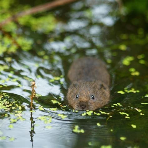 European Water Vole Facts Diet Habitat And Pictures On Animaliabio