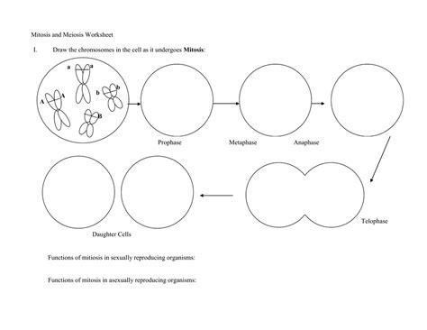 Meiosis Vs Mitosis Worksheet Mitosis Vs Meiosis Venn Diagram
