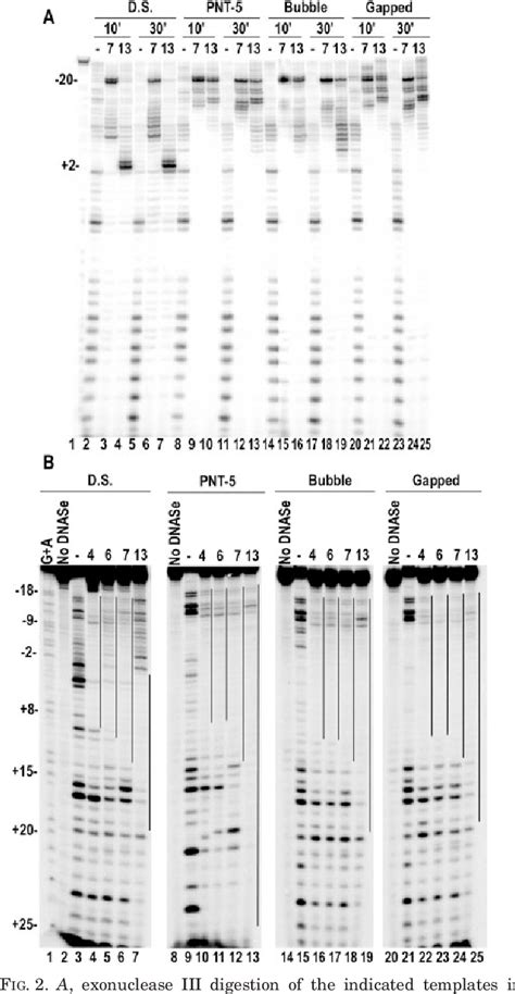 Figure 2 From Multiple Roles For The T7 Promoter Nontemplate Strand During Transcription