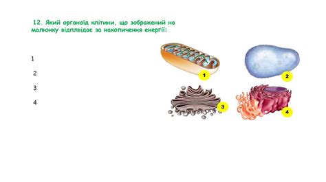 Будова рослинної клітини Тест контроль презентация онлайн