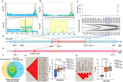 Identification Of A Candidate Gene For Wheat Yellow Mosaic Virus Wymv