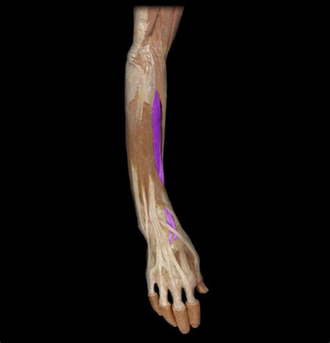Extensor Side Of Forearm Flashcards Quizlet