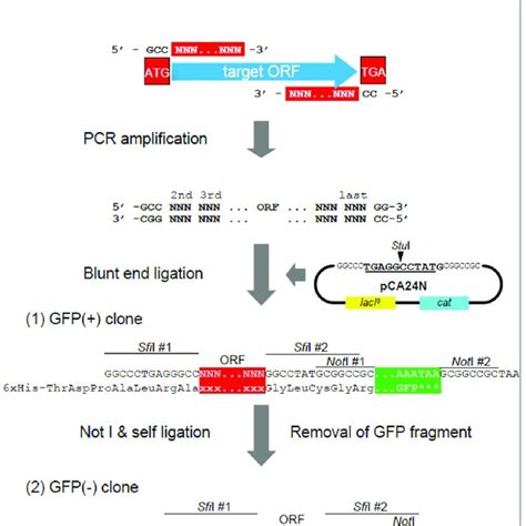 Construction Of The Aska Plasmid Clone Library The Sequence Download Scientific Diagram