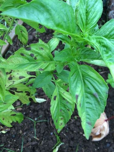 Sweet Basil Ocimum Basilicum Pseudocercospora Leaf Spot Flickr