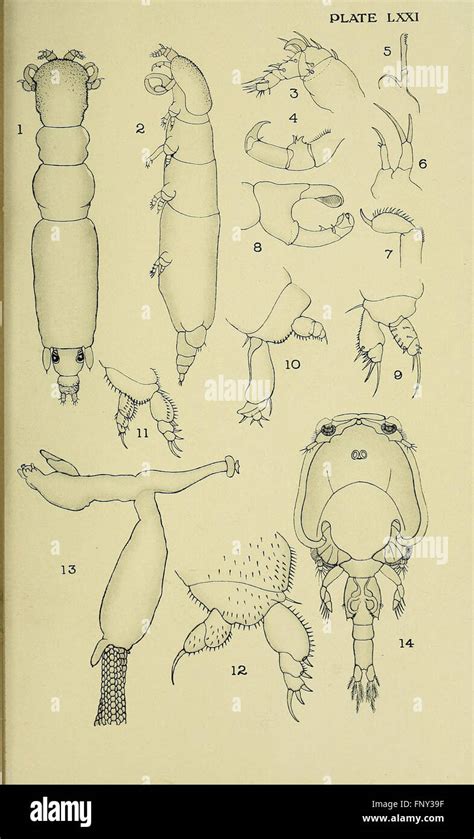 This Work Provides A Detailed Examination Of Parasitic Copepods In