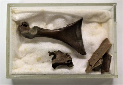 A Remarkable Collection Of Fossil Birds From The Eocene Natsca