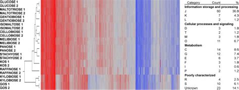 Two Way Clustering Of The Global Gene Expression Profiles And Cog Download Scientific Diagram