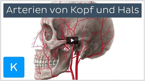 Sinus Caroticus Anatomische Struktur Und Funktion Kenhub