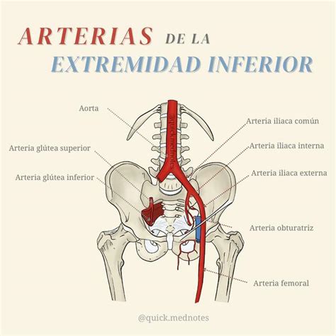 Anatomía Udocz