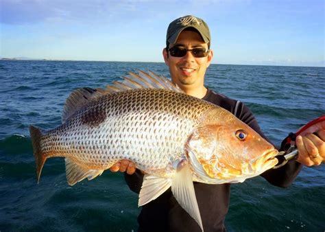 How To Catch Golden Snapper Fingermark