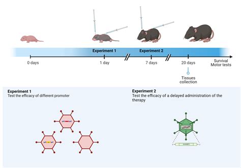 In Vivo Gene Therapy Assessment BioRender Science Templates