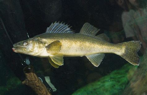 Walleye Walleye Fishing Walleye Fish