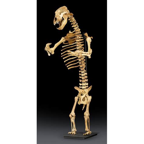 Cave Bear Fossil Molar In Jaw Prehistoricoregon