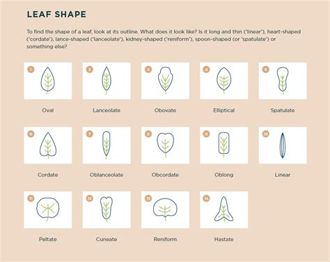 Plant Id Intro Parkside Cph