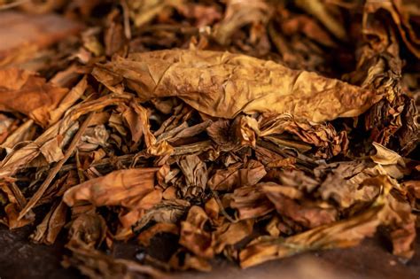 A Fascinante Nota De Tabaco Na Perfumaria Uma Conversa Entre Amigos