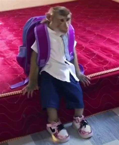 Funny Pictures Of Monkeys