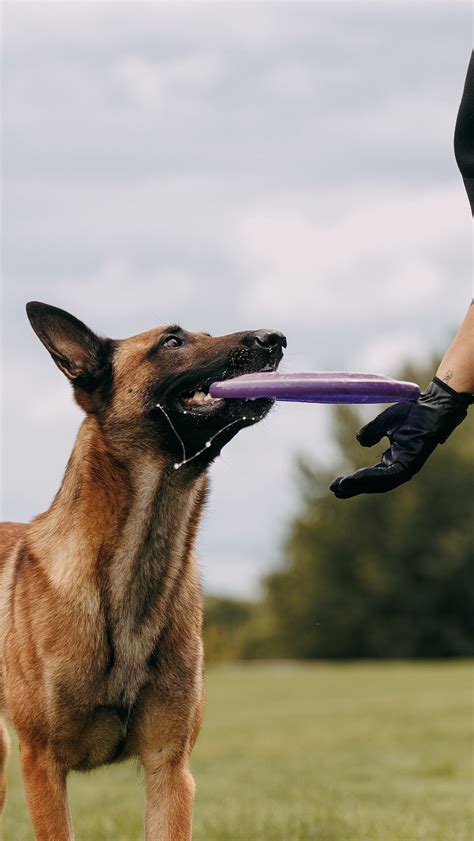 Кінолог Київ Анна догфрізбі 🥏 Кинолог Киев This Isnt Just A Jump — Its Years Of Trust