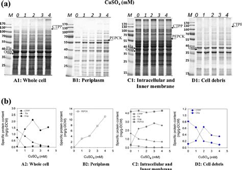 Sds Page Analysis And Specific Protein Contents Of Different P