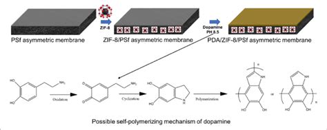 Schematic Diagram Of Preparation Of Polydopamine Pda Modified Download Scientific Diagram