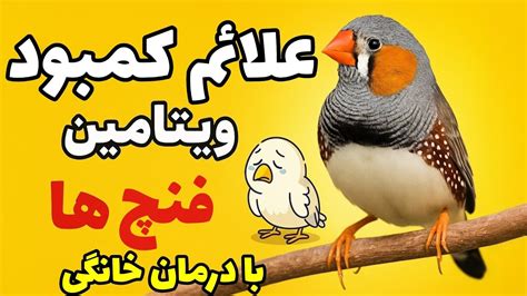 بیماری پنهان فنچ که از روی پف کردنش میشه فهمید Youtube