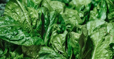 Malabar Spinach Learn About This Nutritious