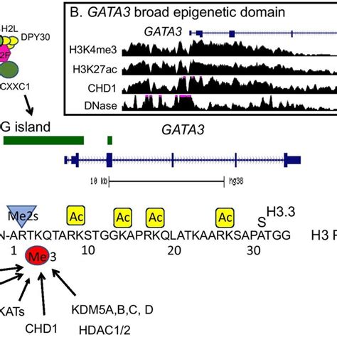 Histone Post Translational Modifications The Four Core Histones Are