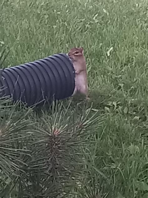 Tail Of Chipmunk Rchipmunks