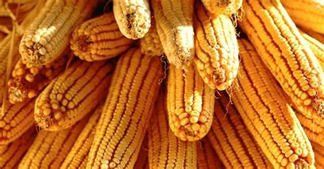 옥수수 찔때 껍질 한겹 남기면맛있어요