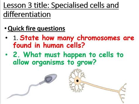 Lesson 3 Specialised Cells And Differentiation Wjec 1 1 Cells And Movement Across Membranes