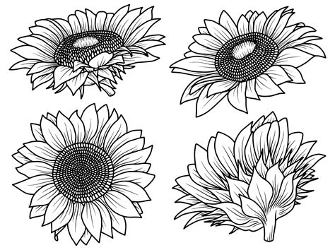 Sunflower Drawing Simple At Daniel Chavez Blog
