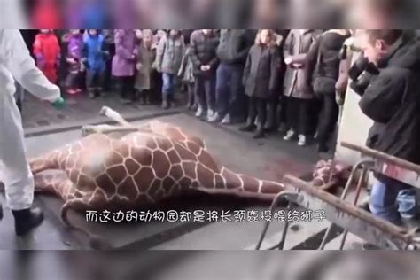 “活驴”扔进虎园惨叫不断，老虎“兽性大发”，驴被大卸八块！老虎