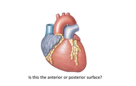 Heart Anatomy Flashcards Quizlet