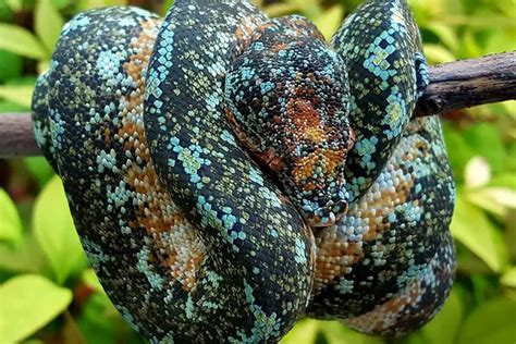 Green Tree Python Morphs